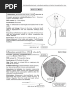 NOAA Shark Identification Placards | PDF | Sharks | Vertebrates