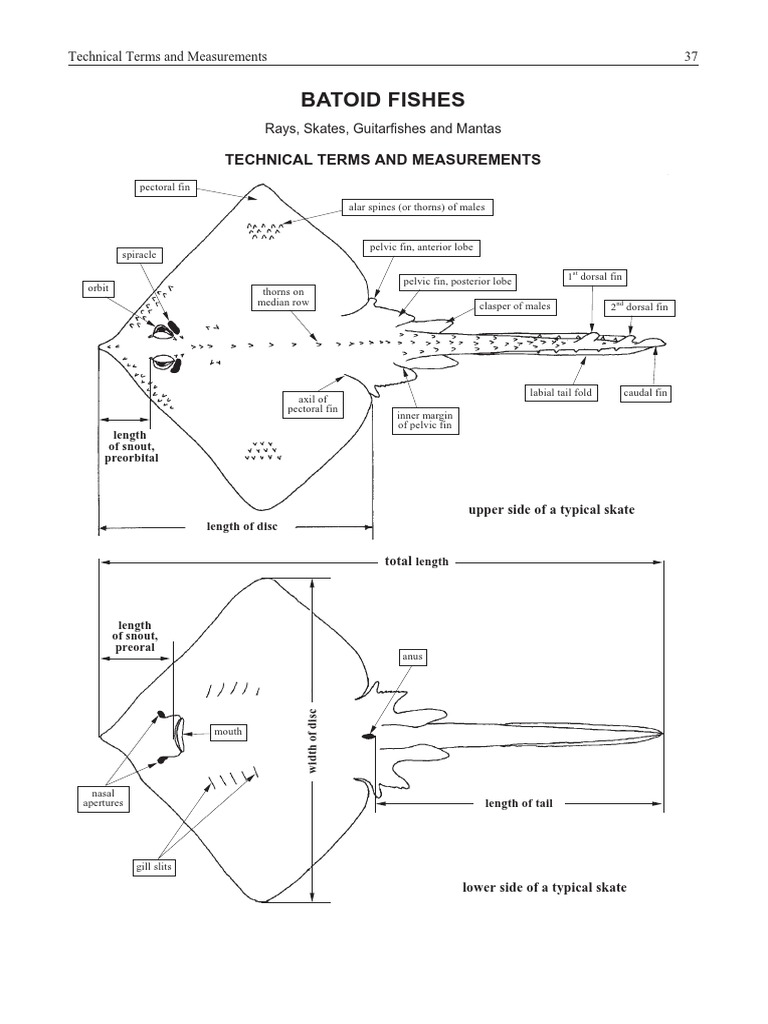 Batoid Fishes: Technical Terms and Measurements 37 | PDF | Fish ...