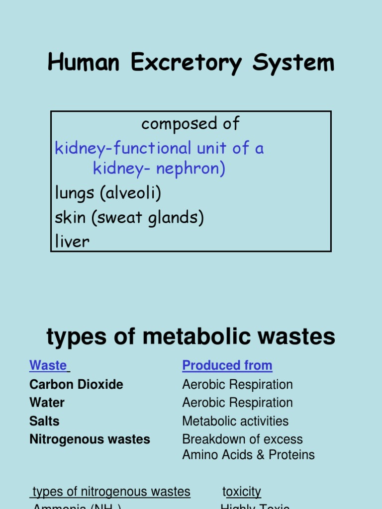 Human Excretory System | PDF | Kidney | Urinary System