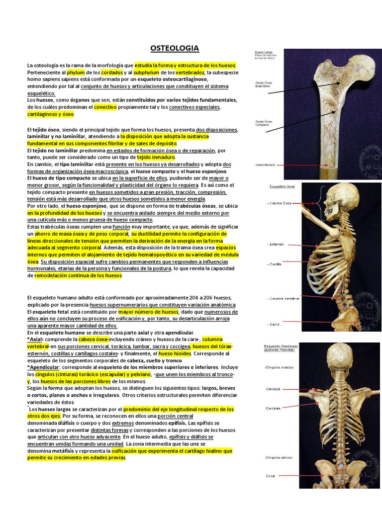 Osteología | PDF | Hueso | Cráneo