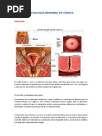 Mastitis No Puerperal | PDF | Inmunología | Especialidades Medicas