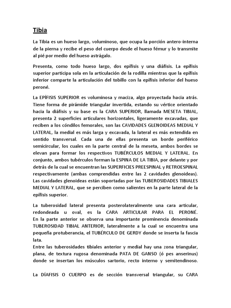 Tibia y Peroné | PDF | Sistema musculoesquelético | Extremidades (anatomía)