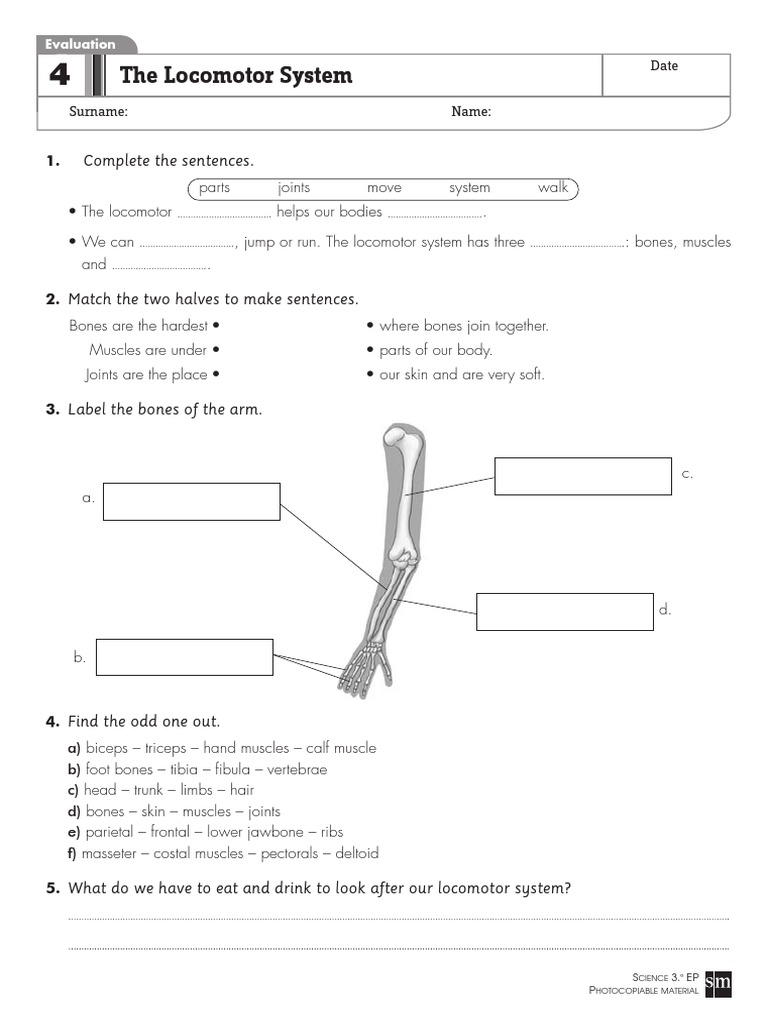The Locomotory System | PDF