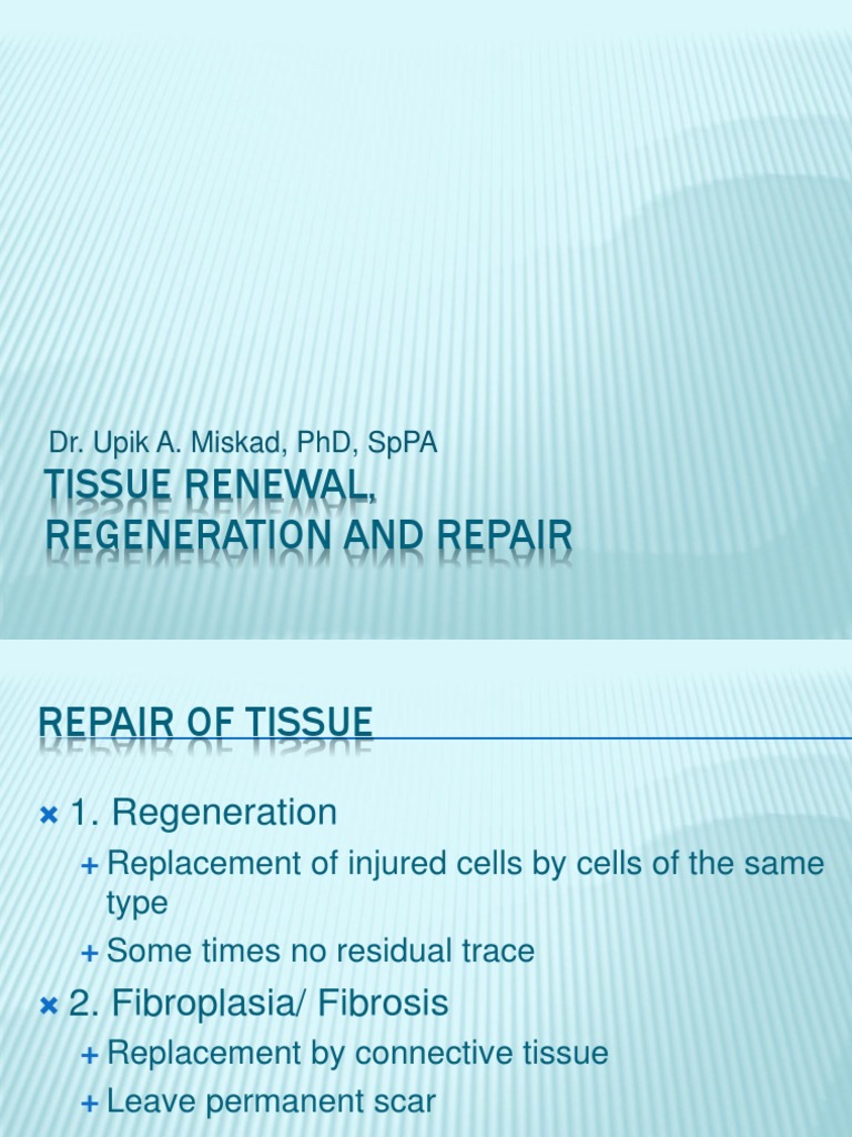 Tissue Renewal, Regeneration and Repair | PDF | Extracellular Matrix ...