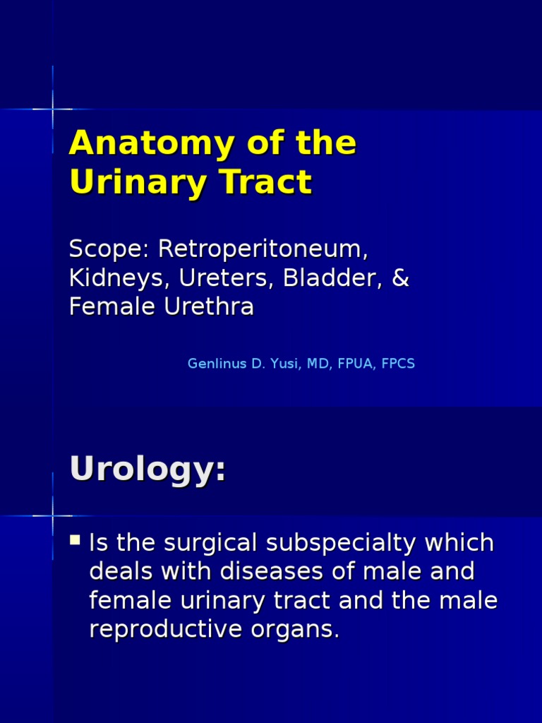 Yusi - Anatomy of The Urinary Tract 2009 12-7 | PDF | Urinary Bladder ...