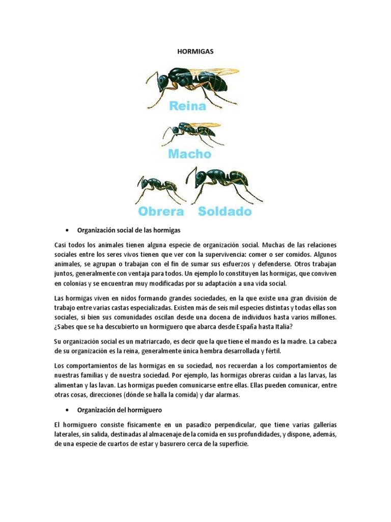Jerarquía y organización de hormigas | PDF | Hormiga | Sociedad