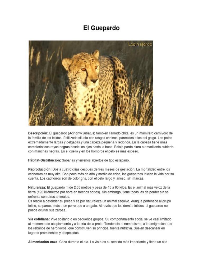 Guepardo: El felino más veloz del mundo | PDF | Organismos | Naturaleza