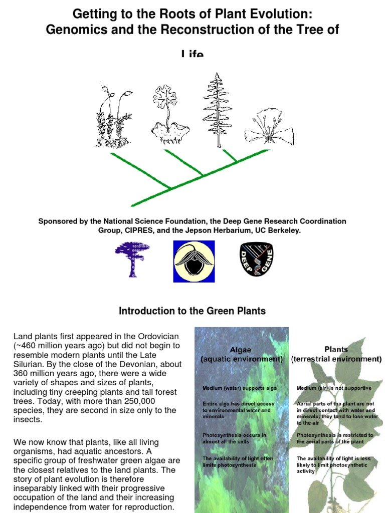 Understanding the Evolution of Plants from Aquatic Algae to Modern ...