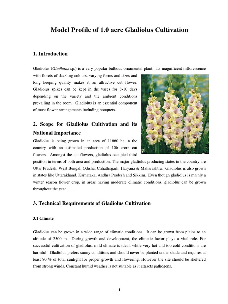 Gladiolus Cultivation Techniques and Yield | PDF | Soil | Plough