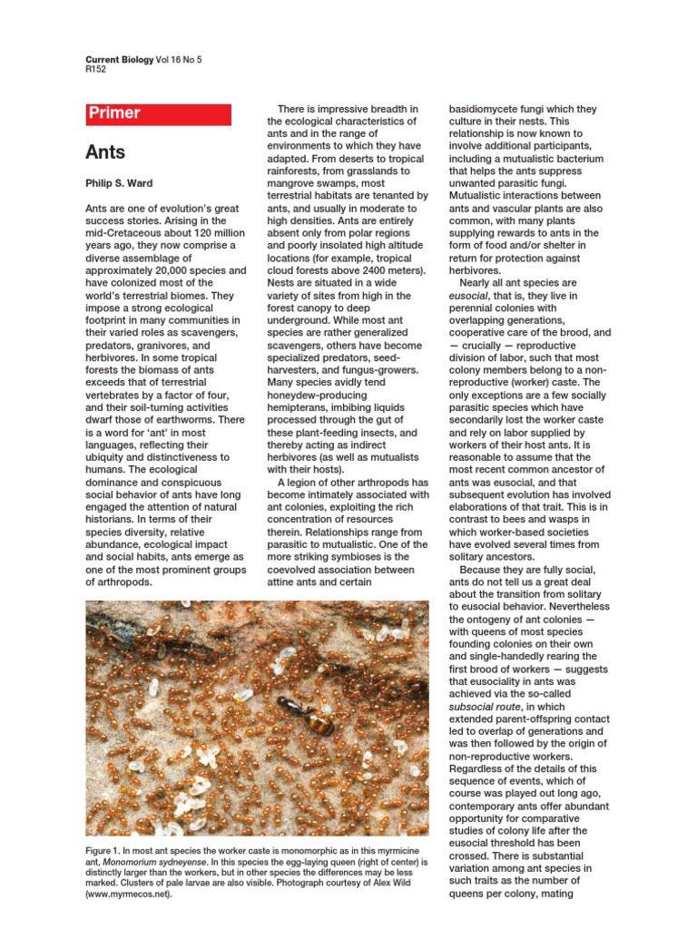 Ants | PDF | Eusociality | Ant