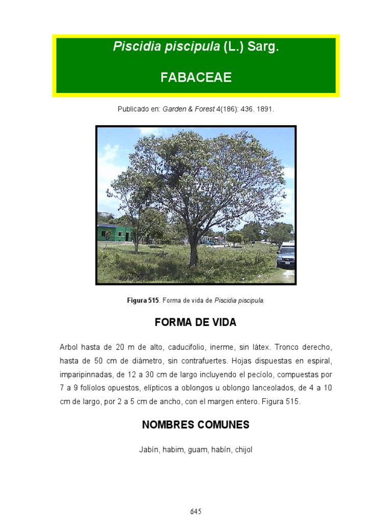 Piscidia Piscipula | PDF | Fruta | Semilla