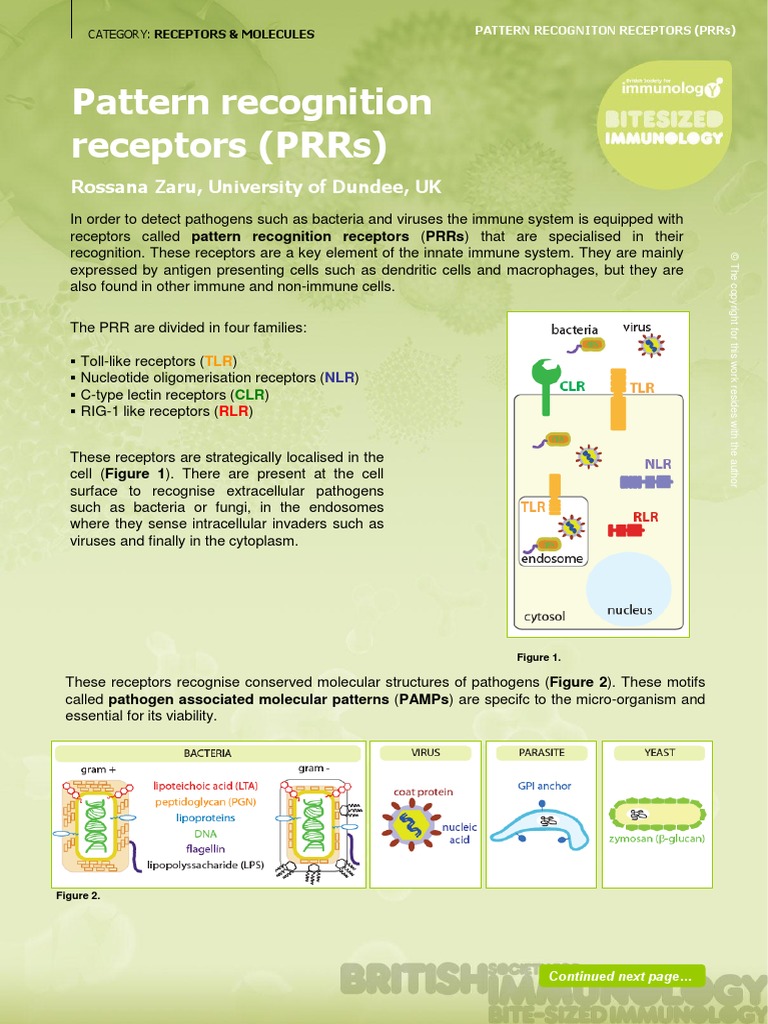 Pattern Recognition Receptors (PRRS) : Rossana Zaru, University of Dundee, Uk | PDF | Toll Like ...