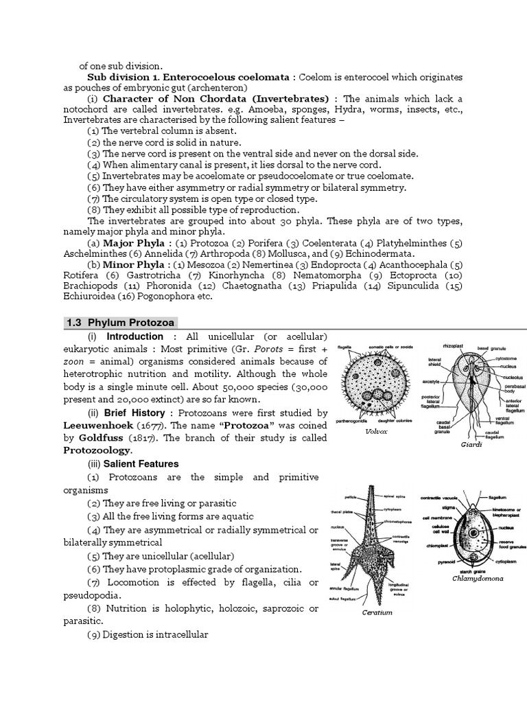 Sub Division 1. Enterocoelous Coelomata: Coelom Is Enterocoel Which ...