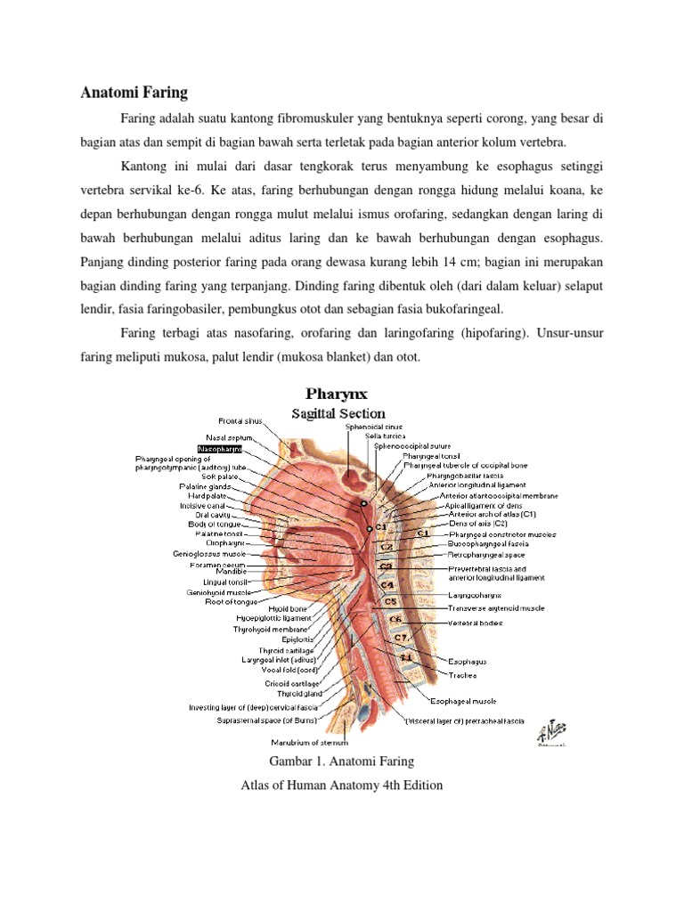 Anatomi Faring dan Laring | PDF