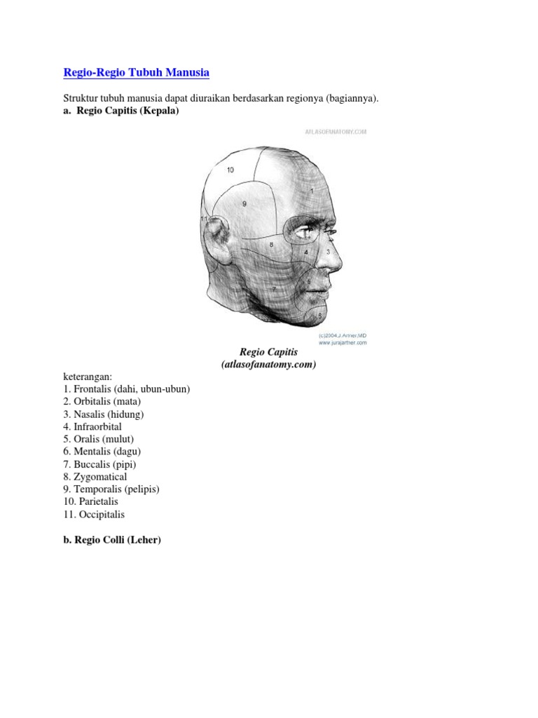 Regio Regio Anatomi | PDF