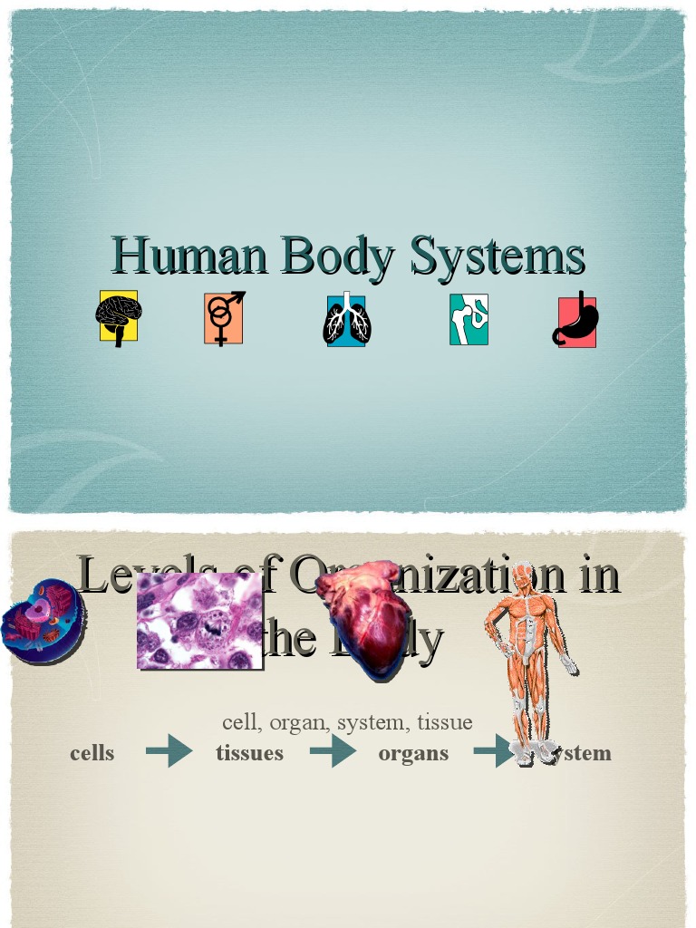 Human Body Systems | PDF | Human Body | Heart