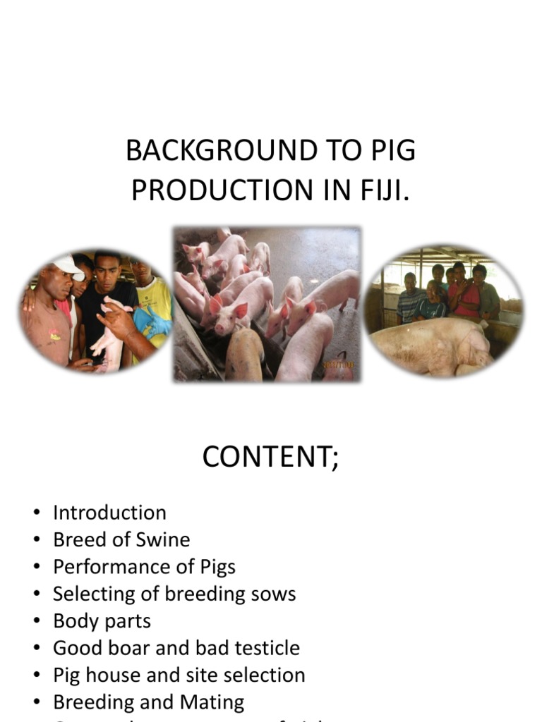 Pig Farming Practices in Fiji | PDF | Domestic Pig | Pig