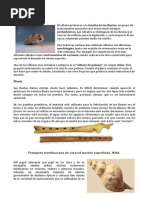 Instrumento Erke | PDF | Trompeta | Instrumentos musicales