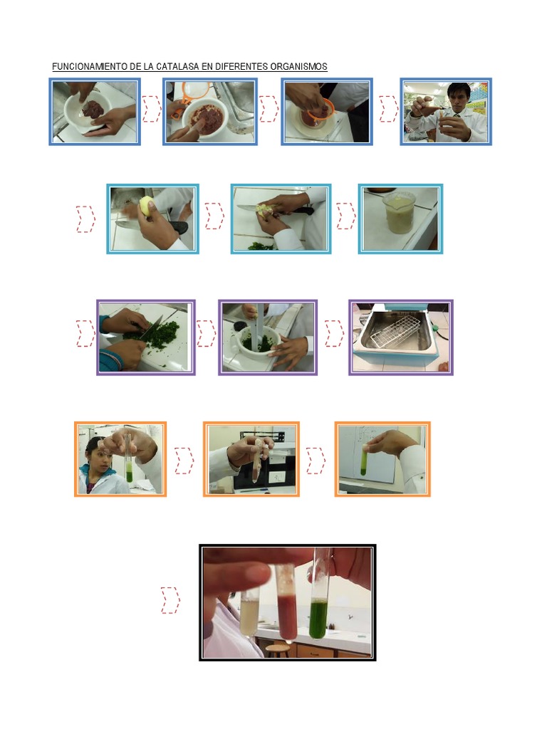 Funcionamiento de La Catalasa en Diferentes Organismos 2 | PDF ...