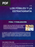 Procesos de Fosilización y Tafonomía | PDF | Fósil | Paleontología