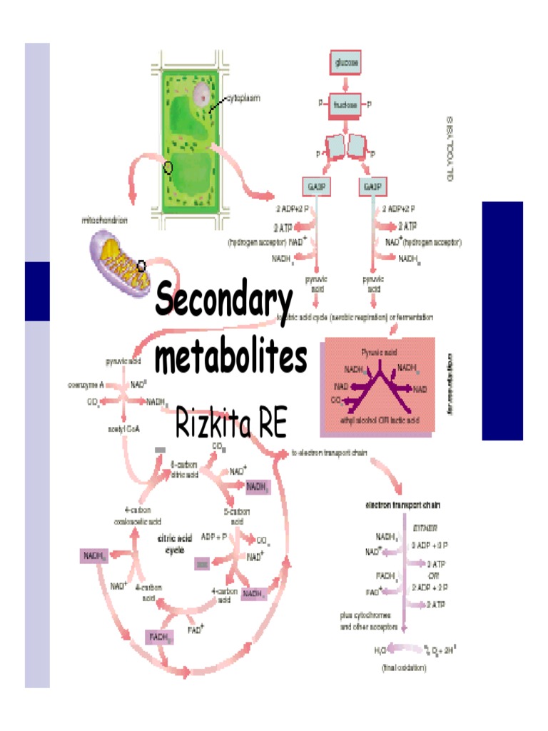 Secondary Metabolites | Phenols | Metabolism