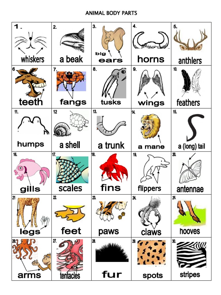 Animal Body Parts | PDF