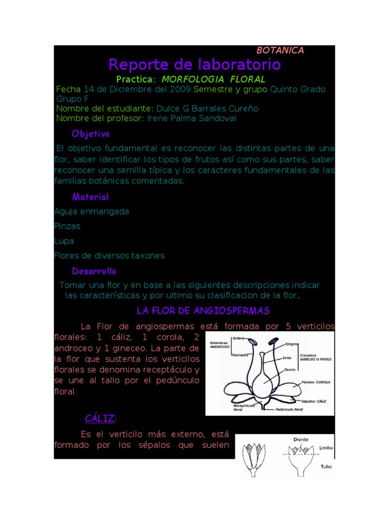 Practica: Flores y Sus Partes | PDF | Flores | Polinización