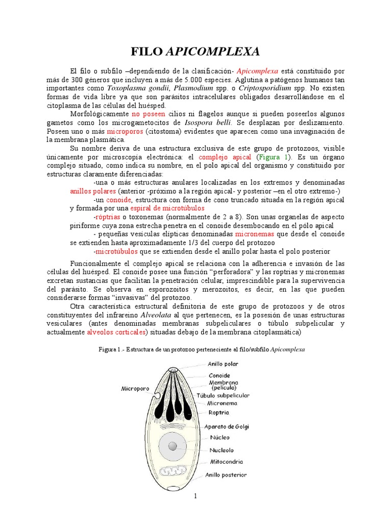 Apicomplexa: Parásitos Intracelulares | PDF | Biología | Salud y bienestar