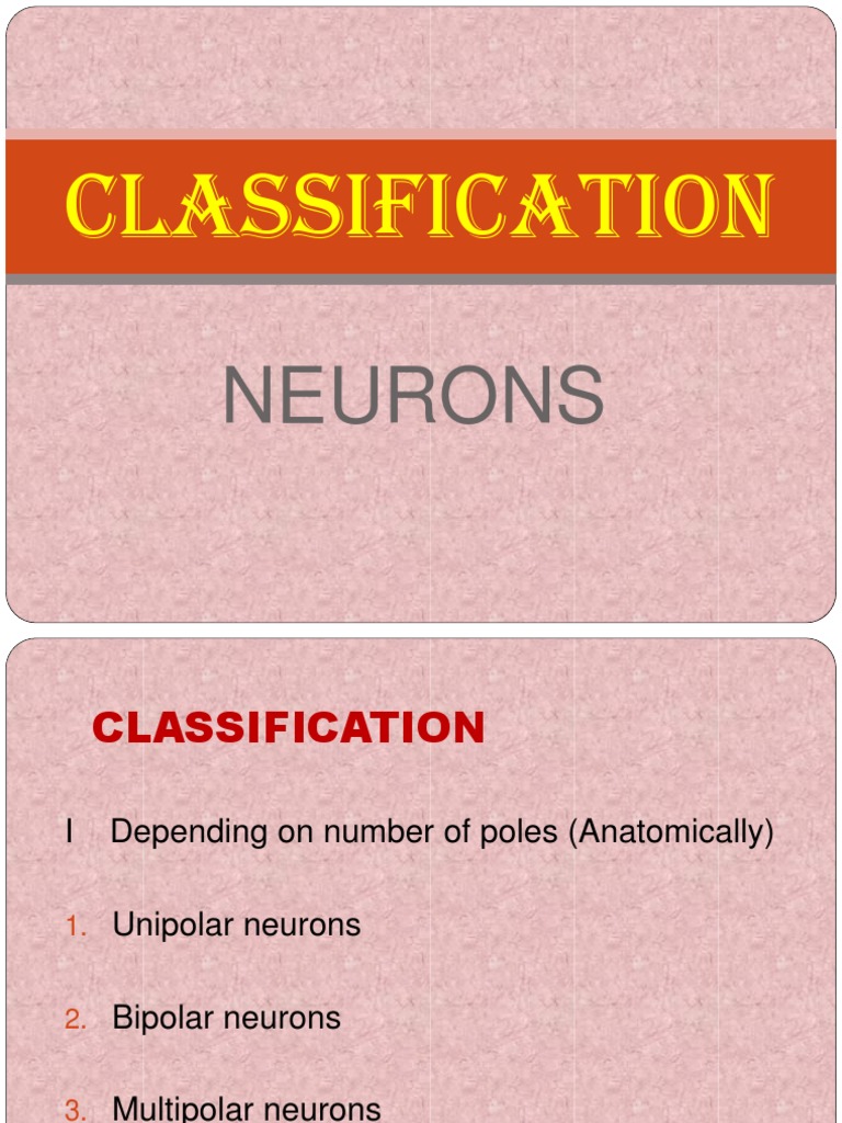 Classification | PDF | Motor Neuron | Neuron