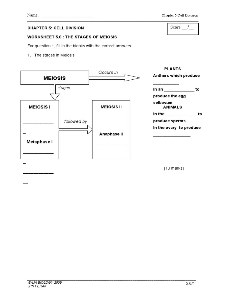 Meiosis Stages Worksheet and Answers | PDF | Meiosis | Mitosis