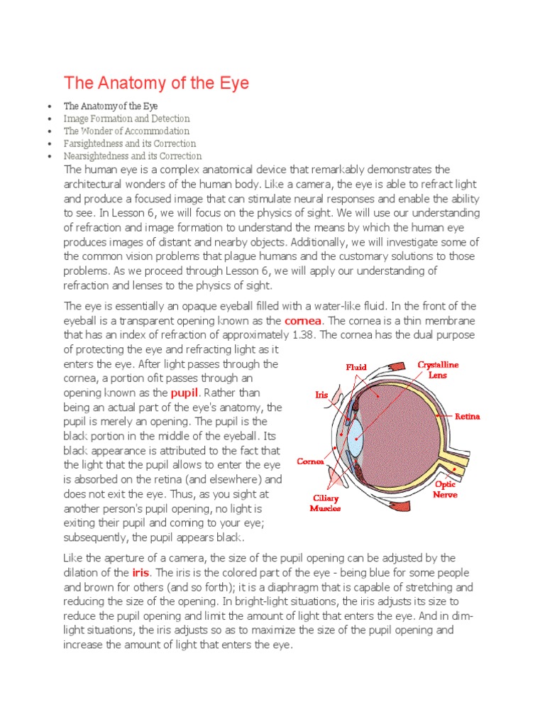 The Anatomy of The Eye | PDF | Eye | Human Eye