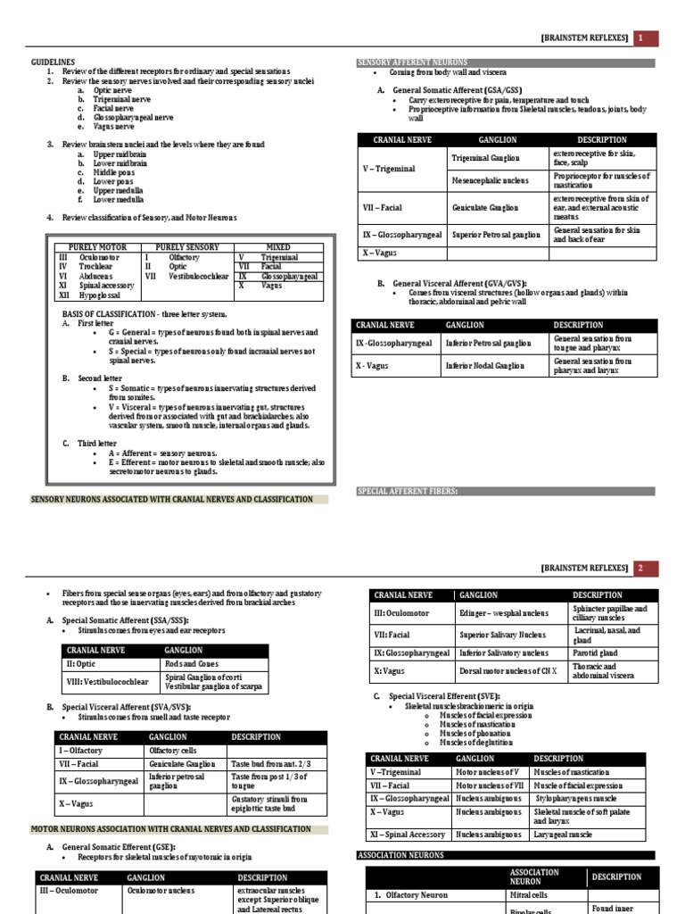 Brainstem Reflexes | PDF | Brainstem | Neurobiology