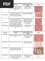 Morfologia de Eritrocitos | PDF | Glóbulo rojo | Hemoglobina