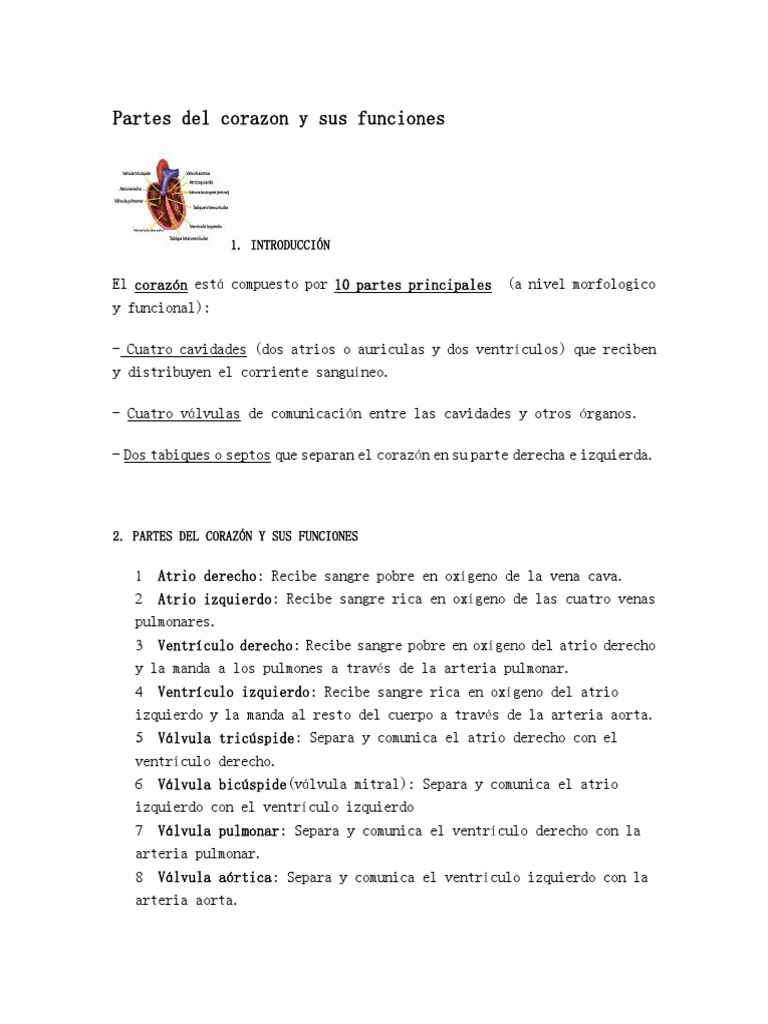 Partes Del Corazon y Sus Funciones | PDF