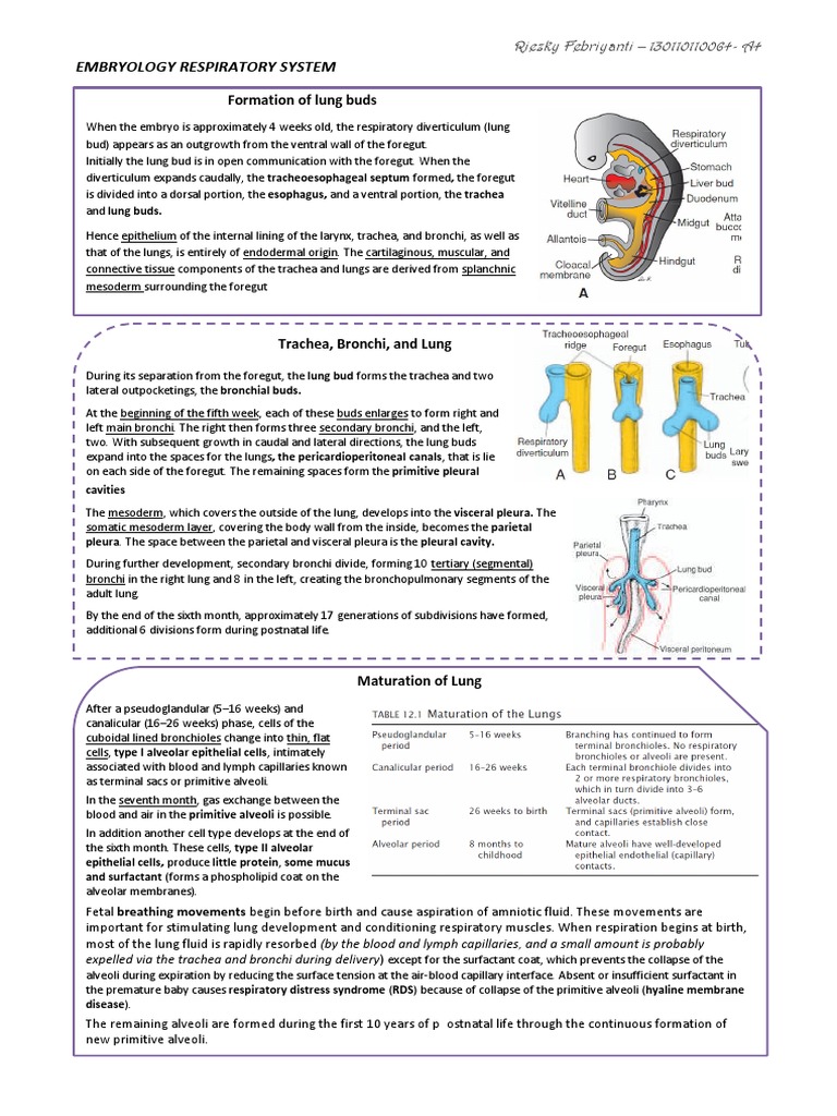 Embryology Respiratory System: Formation of lung buds | Lung ...