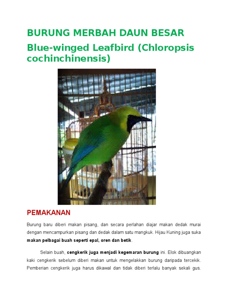 Burung Merbah Daun | PDF