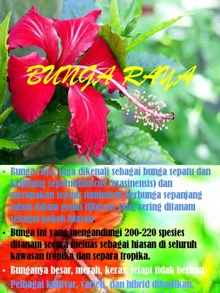 Hari Merdeka - Bunga Raya | PDF