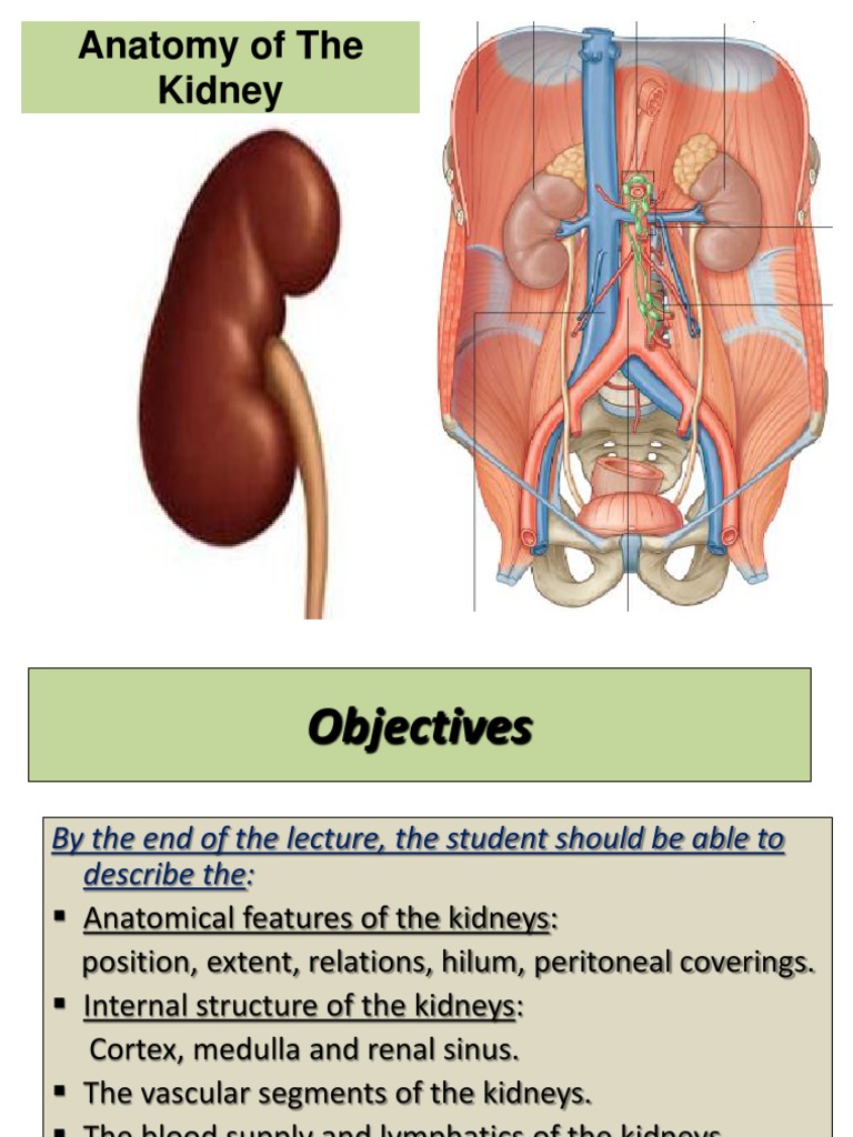 Anatomy of Kidney | PDF | Kidney | Vein
