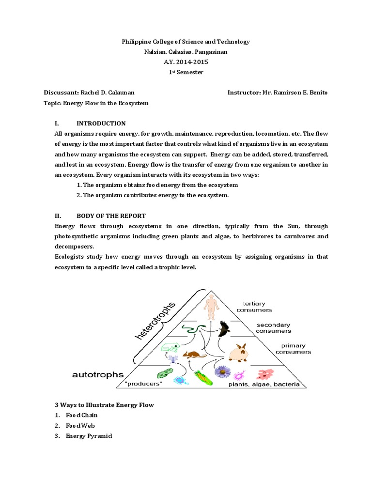 Energy Flow in The Ecosystem | PDF | Food Web | Ecosystem
