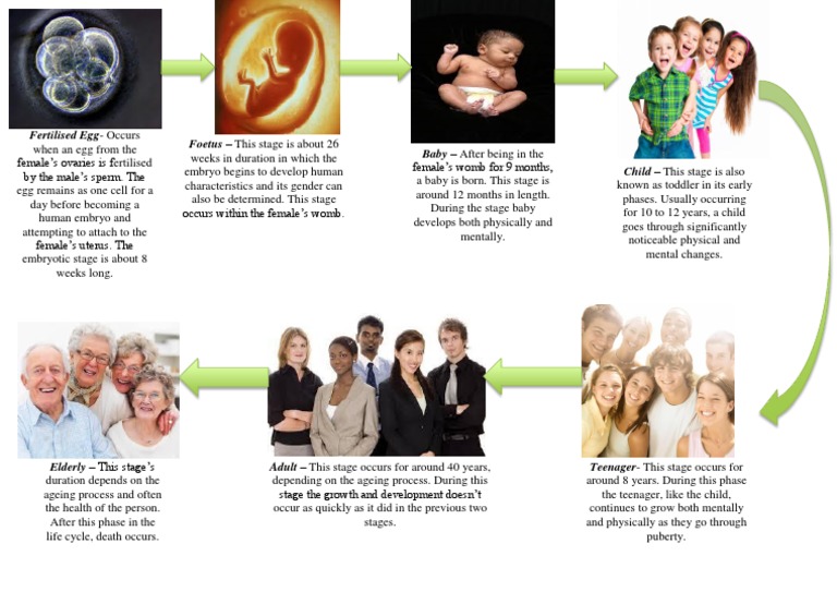 Human Life Cycle | PDF