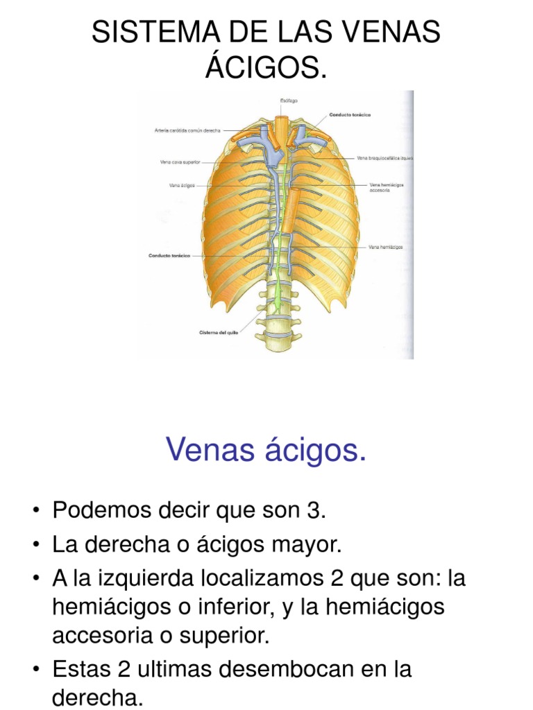 Sistema de Las Venas Ácigos | PDF