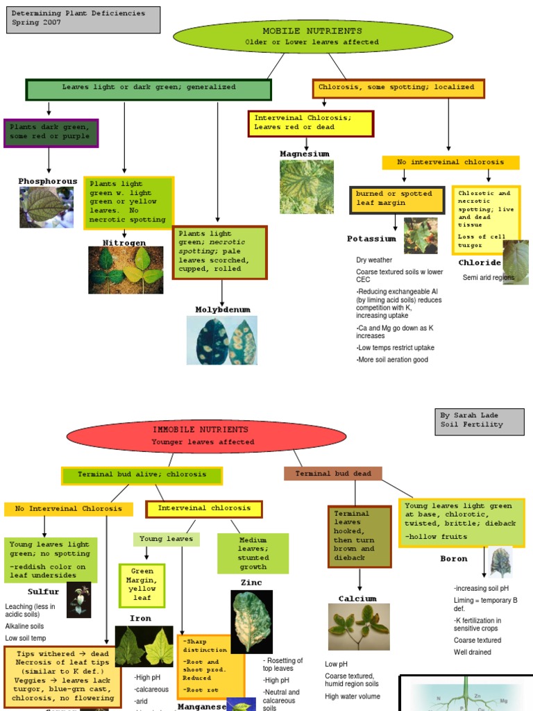 Plant Deficiency Flow Chart | PDF