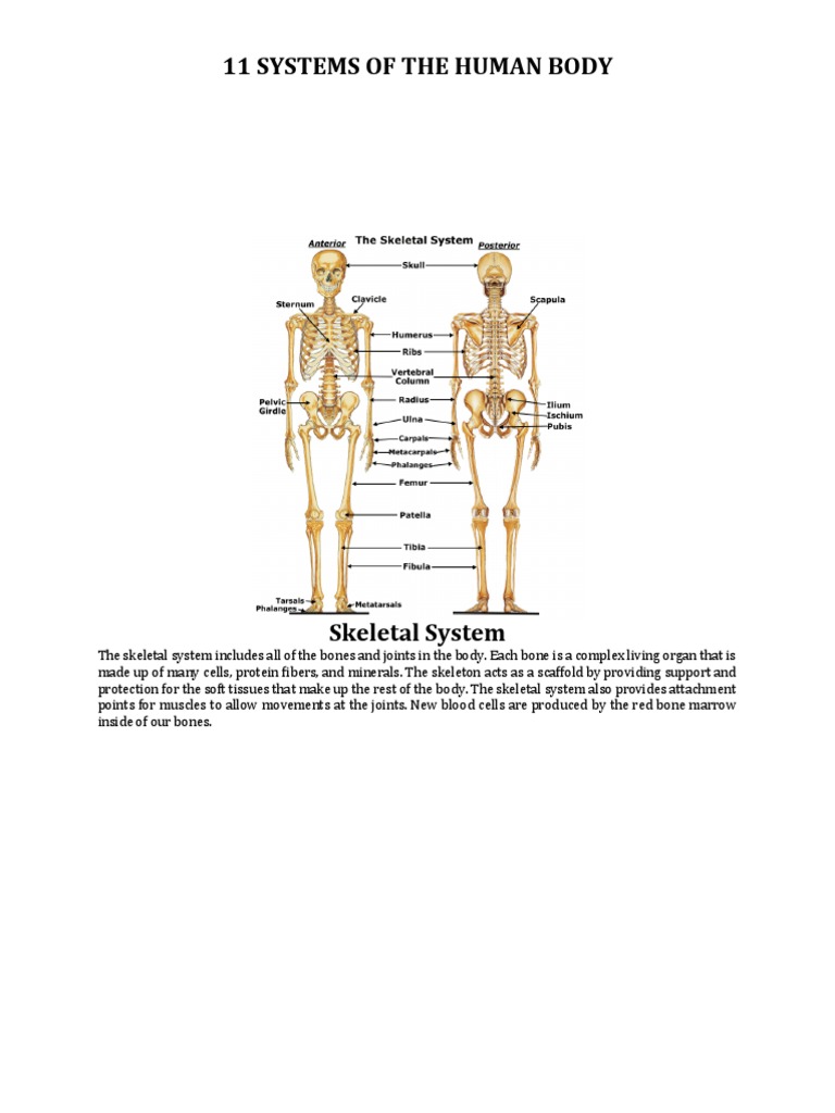 11 Human Body Systems Chart
