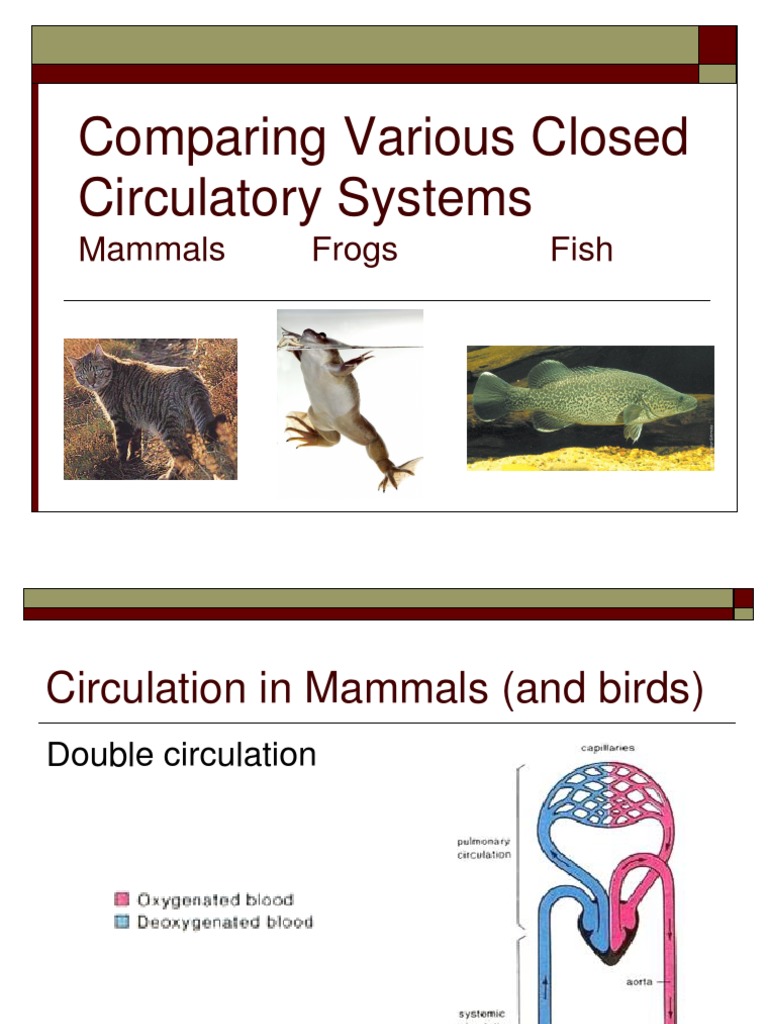 Closed Circulatory System Bird
