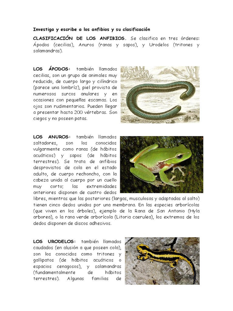 Clasificación de Anfibios para Niños | PDF | Anfibio | Rana