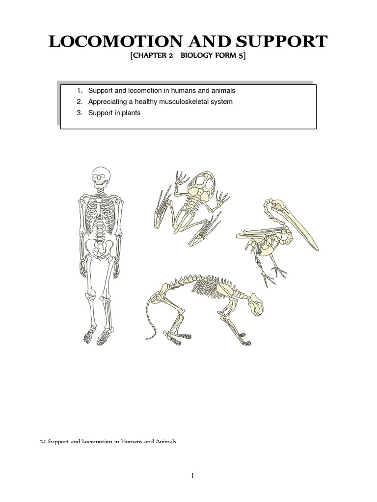 Human and Animal Locomotion Overview | PDF | Skeleton | Vertebra