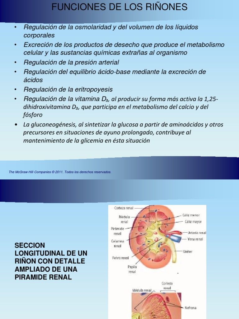 Generalidades de La Función Renal | Riñón | Química
