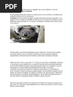Anatomía y Fisiología de Koalas | PDF | Coala