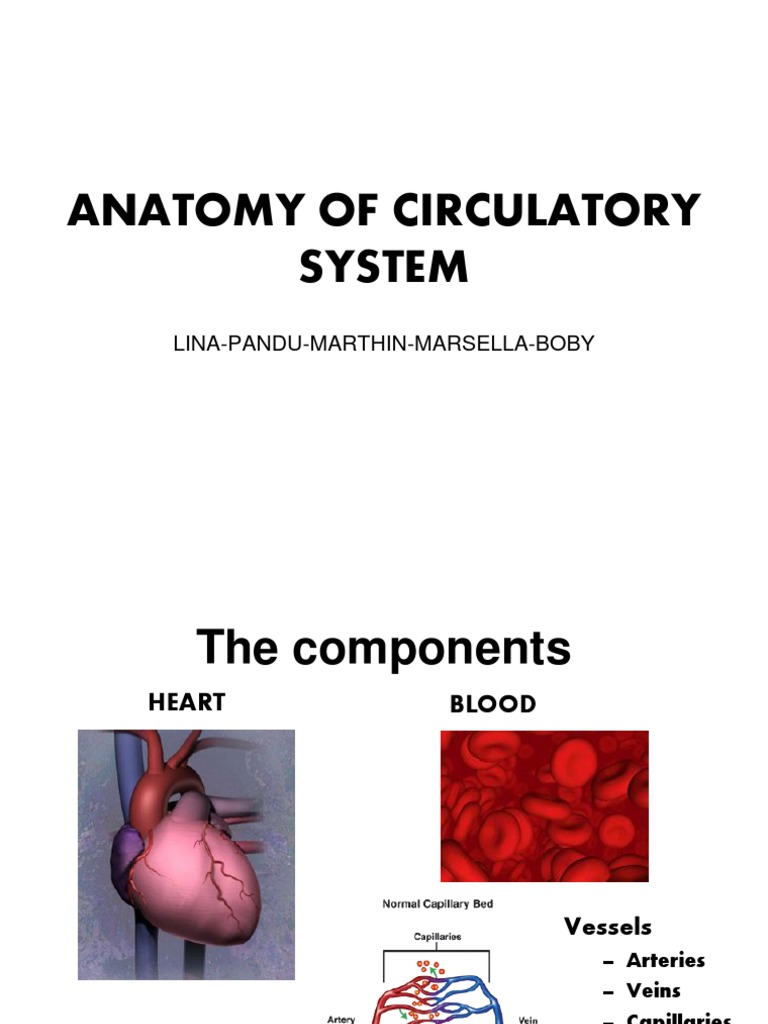 Anatomy of the Circulatory System | PDF | Circulatory System | Aorta