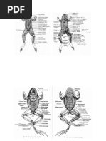 Cat Muscles - Origin, Insertion, Action | PDF | Foot | Vertebral Column